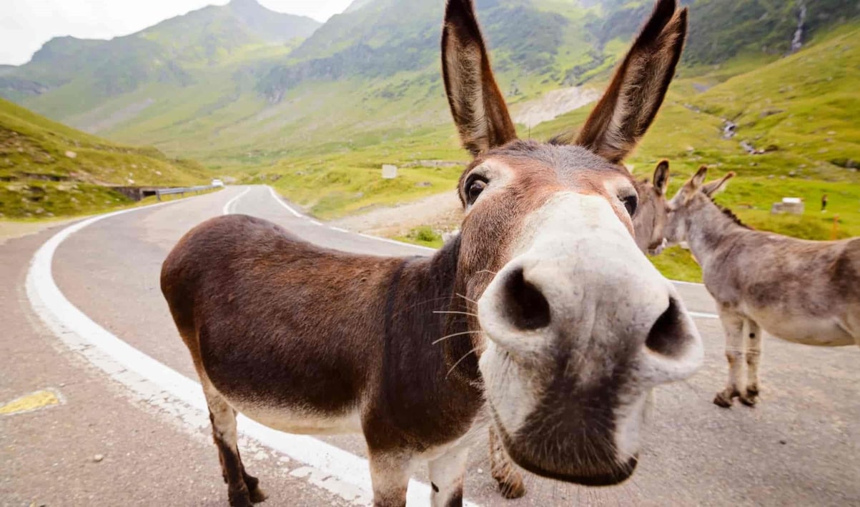 What is a Money Mule?